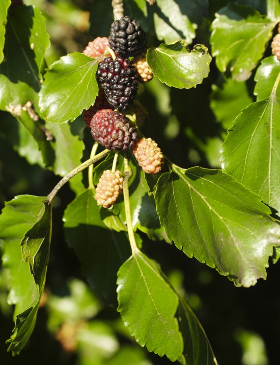 Zwarte moerbeiboom (Morus nigra)