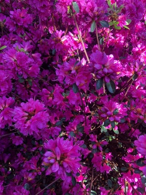 japanse azalea