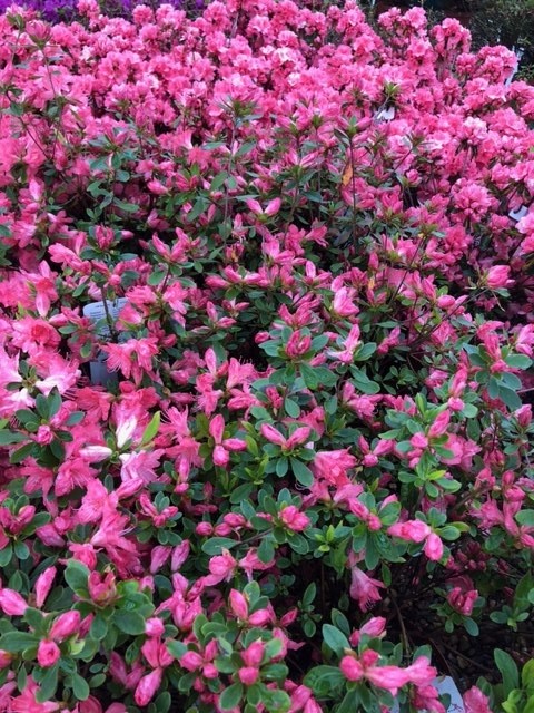 Japanse azalea