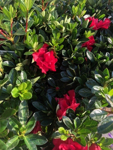 Azalea encore® 'Autumn fire'
