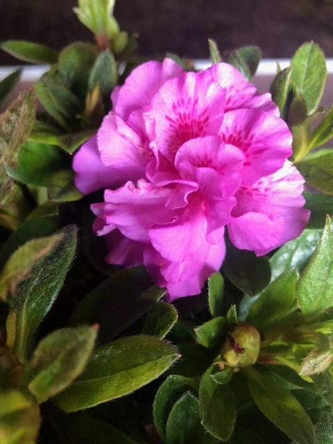 Azalea Encore® 'majesty'