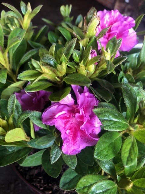 Azalea Encore® 'majesty'