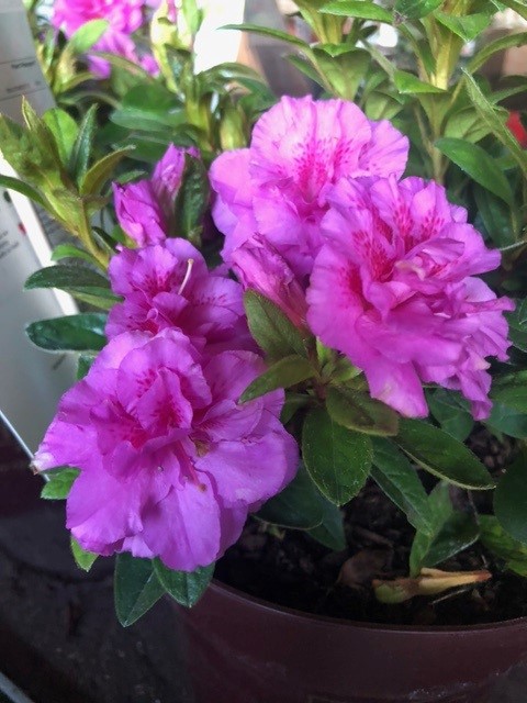Azalea Encore® 'majesty'