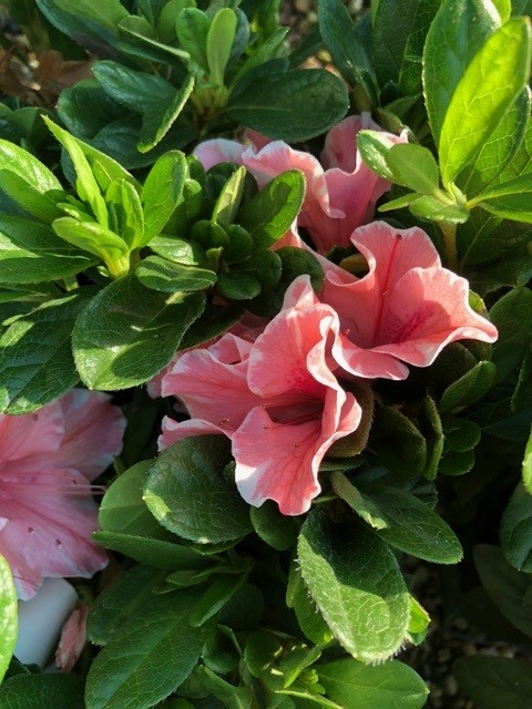 Azalea encore® 'Sunburst'