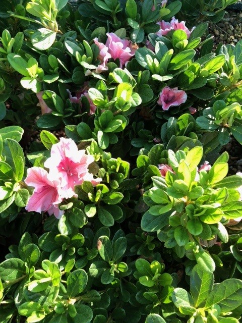 Azalea encore® 'Sunburst'