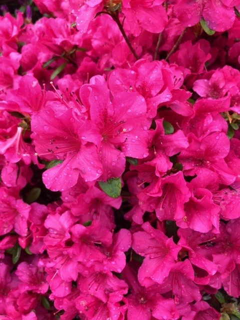 Japanse azalea