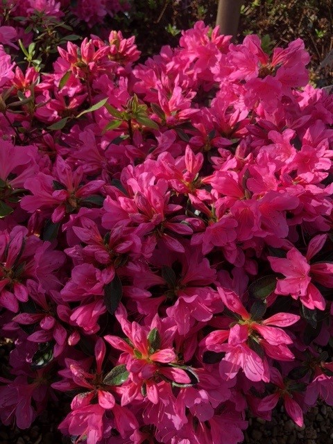 Japanse azalea