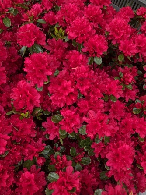 Japanse azalea