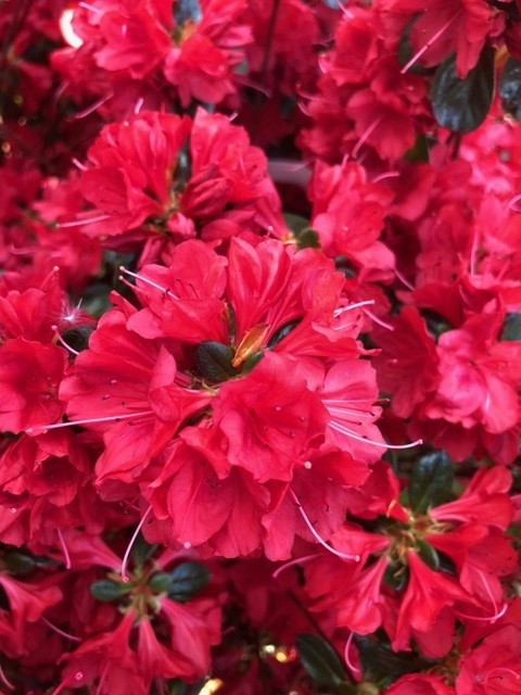 Japanse azalea