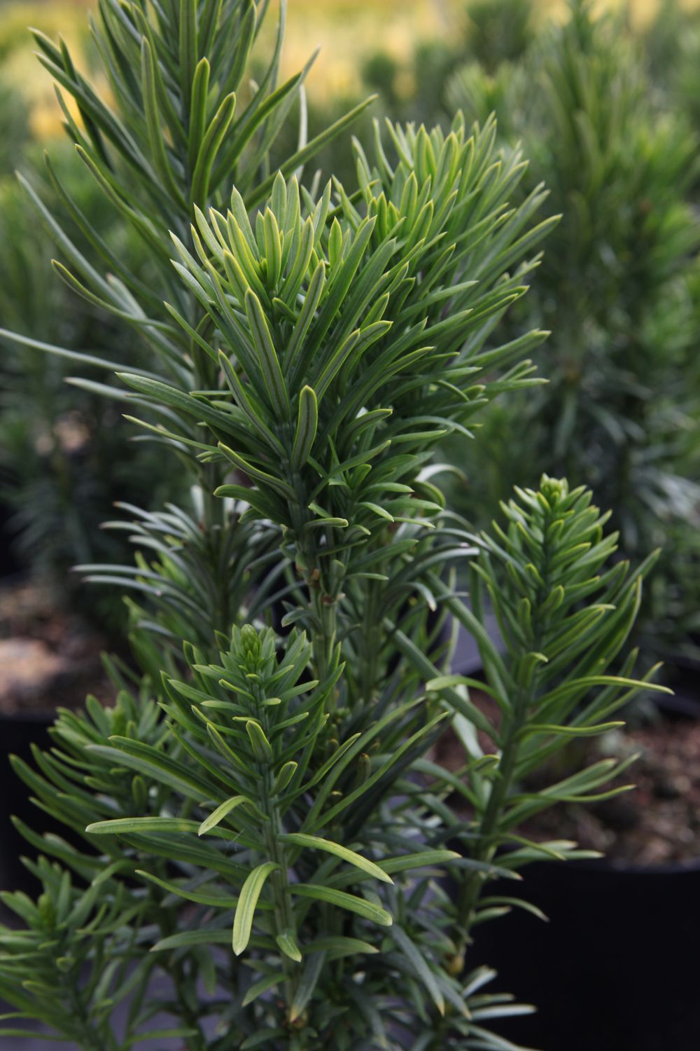 Cephalotaxus harringtoniana 'Fastigiata'