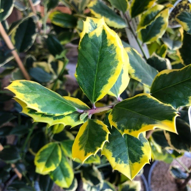 Ilex alteclarensis 'Golden King' (Hulst)