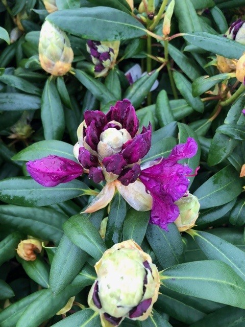 Rhododendron hybride 'Purple Splendour'